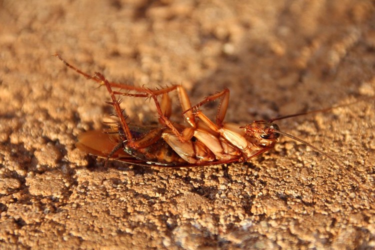 Hamam Böceği Çoğalır Mı? - Güncel Oku