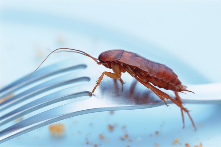 Hamam Böceği Günde Kaç Tane Yumurtlar? - Güncel Oku
