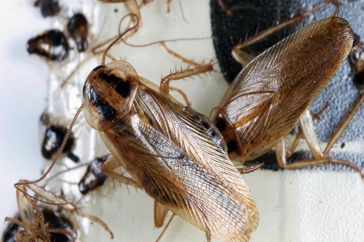 Hamam Böceği Hastalık Yapar Mı? - Güncel Oku