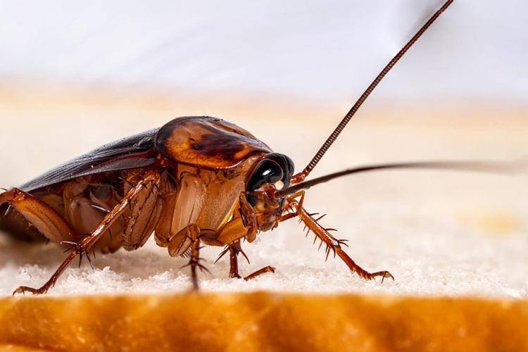 Hamam Böceği Hastalıkları Nedir? - Güncel Oku
