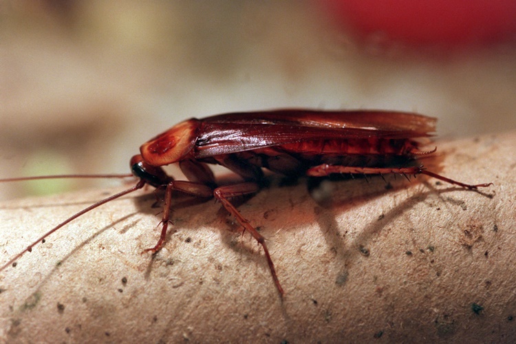 Hamam Böceği İnsanın Ağzına Girer Mi? - Güncel Oku