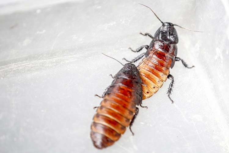 Hamam Böceği Isırığına Ne İyi Gelir? - Güncel Oku