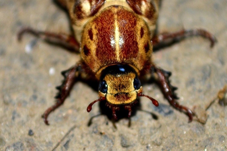 Hamam Böceği Jeli Nedir? - Güncel Oku