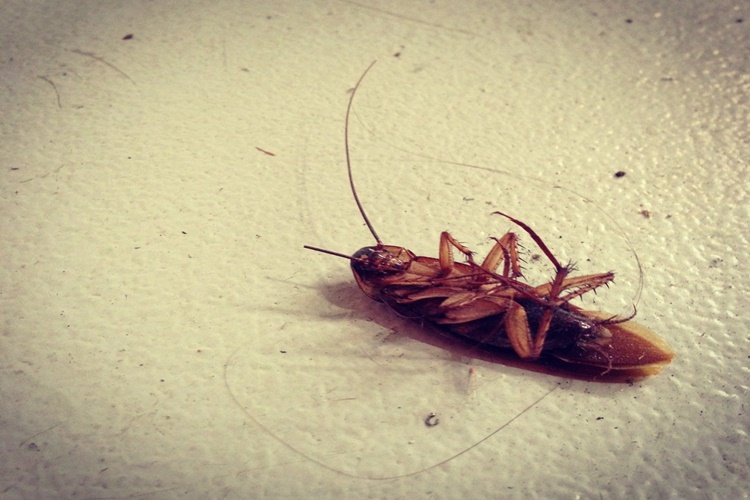 Hamam Böceği Yenir Mi? - Güncel Oku