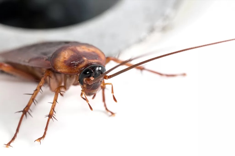 Hamam Böceği Sokar Mı? - Güncel Oku