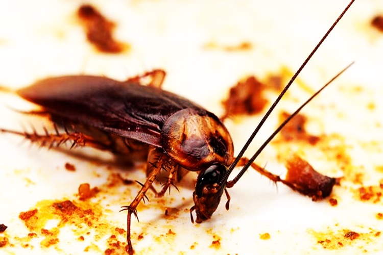 Hamam Böceği Tırmanır Mı? - Güncel Oku