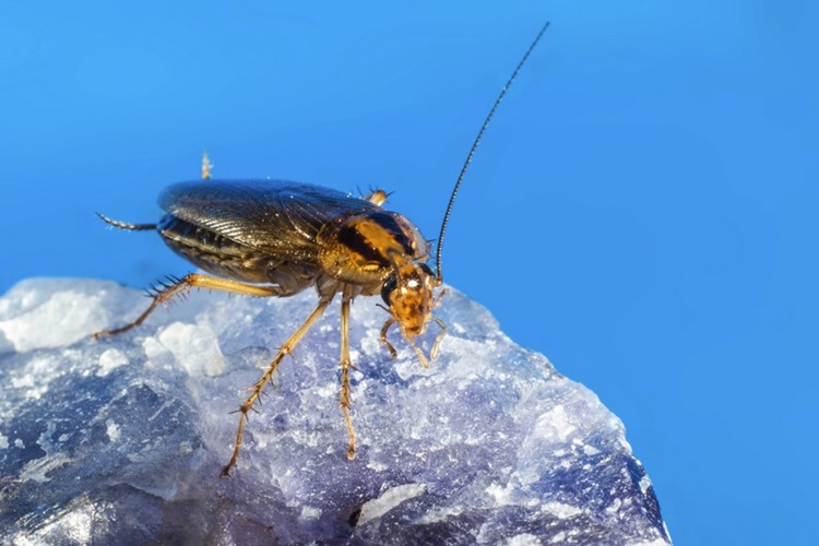 Hamam Böceği Türleri Nelerdir? - Güncel Oku