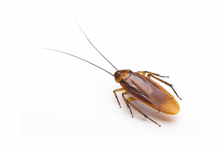 Hamam Böceği Yavrusu Nasıl Yok Edilir? - Güncel Oku