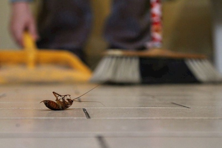 Hamam Böceği Yemi Nasıl Kullanılır? - Güncel Oku