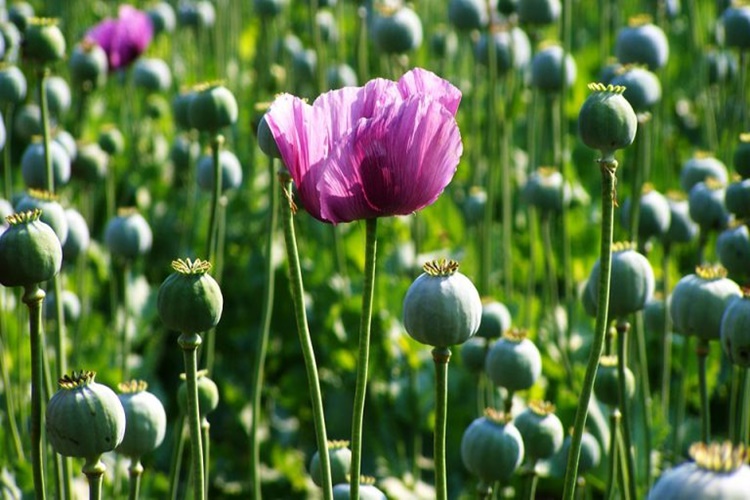 Haşhaş Çiçeği Hakkında Bilinmesi Gerekenler - Güncel Oku