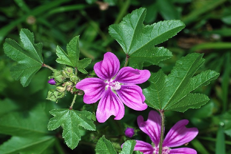 Hatmi Çiçeği Nasıl Toplanır? - Güncel Oku