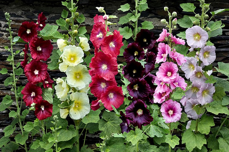 Hatmi Çiçeği Nedir? - Güncel Oku