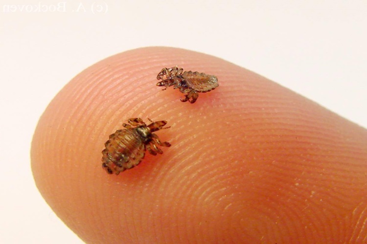 Hayvan Biti İnsana Bulaşır Mı? - Güncel Oku