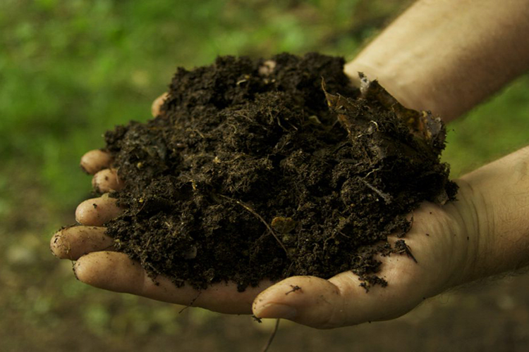 Hayvan Gübre Hangi Ayda Atılır? - Güncel Oku