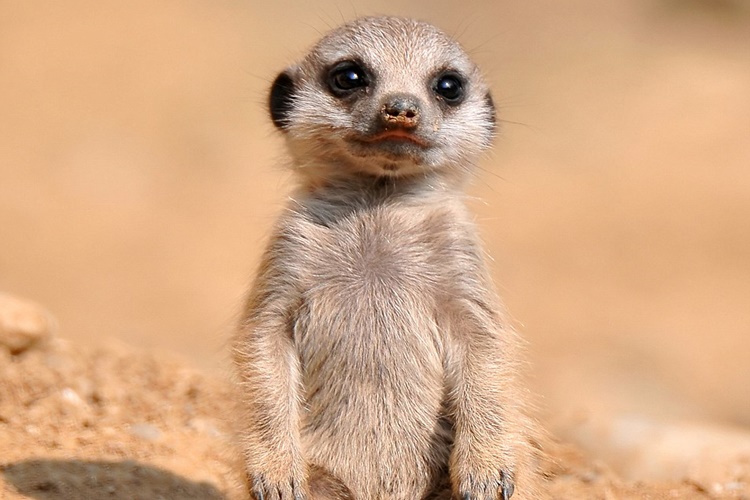 Hayvanlar Neden Yaratıldı? - Güncel Oku