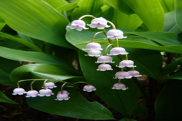 İnci Çiçeği Bakımı Nasıl Yapılır? - Güncel Oku