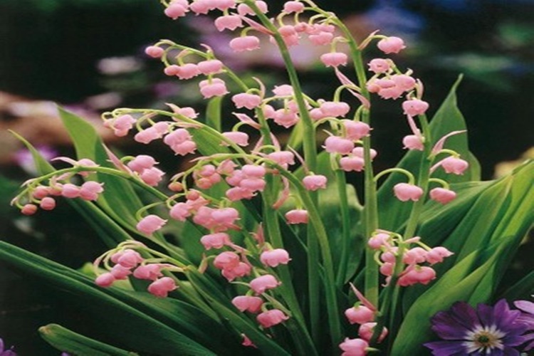 İnci Çiçeği Faydaları Nelerdir? - Güncel Oku