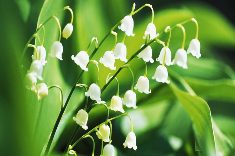İnci Çiçeği Hakkında Sıkça Araştırılan Bilgiler - Güncel Oku