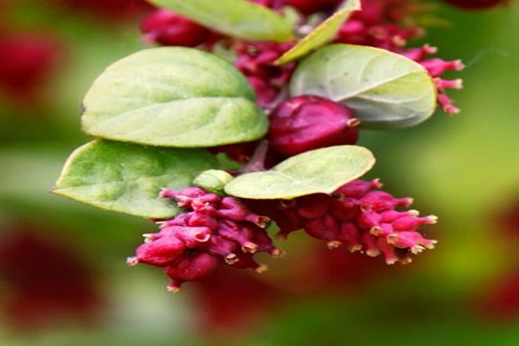 İnci Çiçeği Nasıl Yetiştirilir? - Güncel Oku