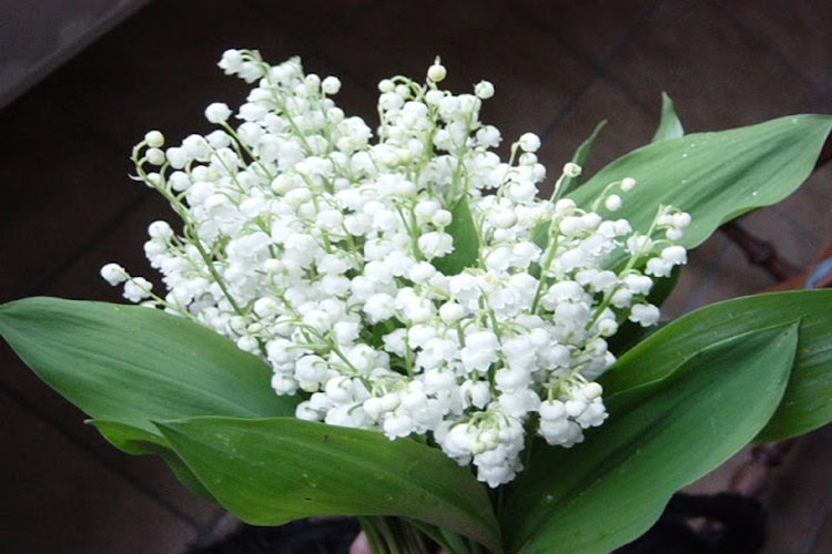 İnci Çiçeği Ne Zaman Açar? - Güncel Oku