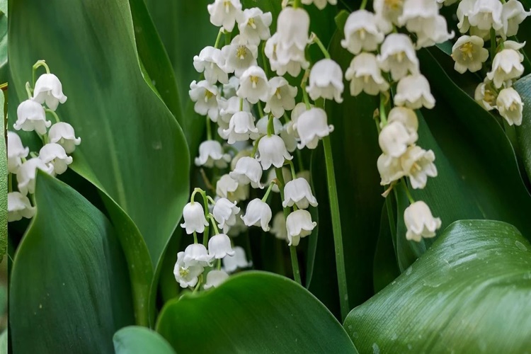 Inci Çiçeği Ne Zaman Çiçek Açar? - Güncel Oku