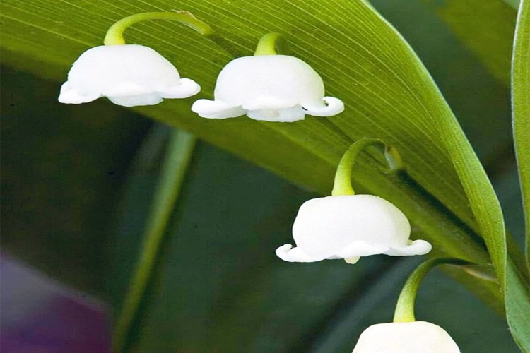 İnci Çiçeği Yağı Faydaları Nelerdir? - Güncel Oku