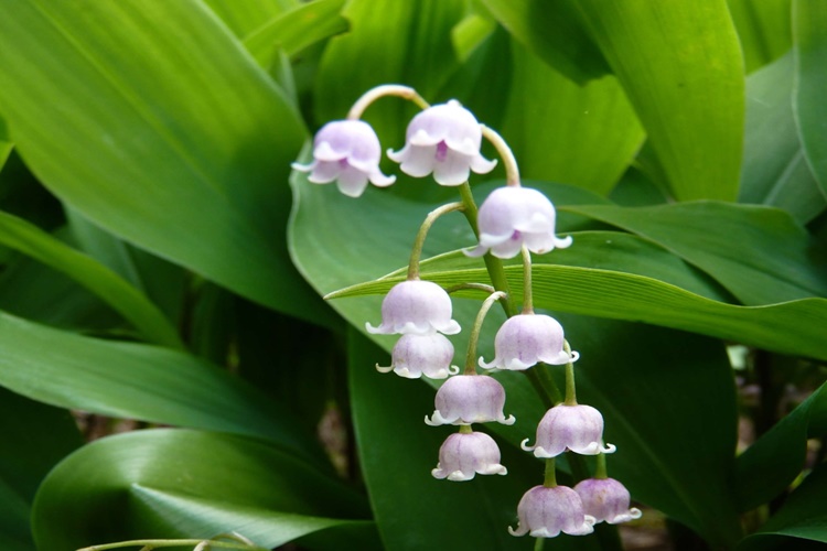 İnci Çiçeği Yağı Nasıl Kullanılır? - Güncel Oku