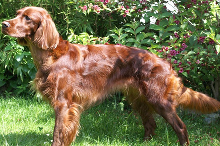 İrish Setter Köpek Irkı Hakkında Tüm Merak Edilenler - Güncel Oku