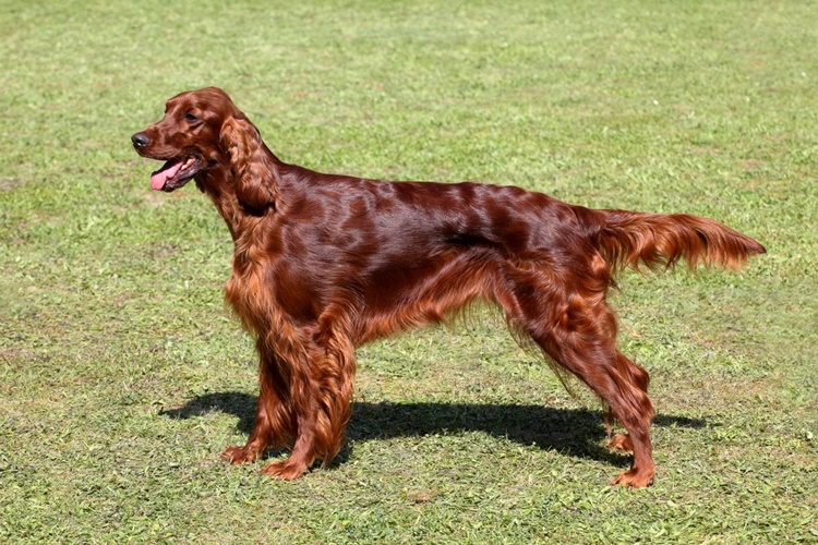 İrish Setter Köpek Irkı Hakkında Tüm Merak Edilenler - Güncel Oku
