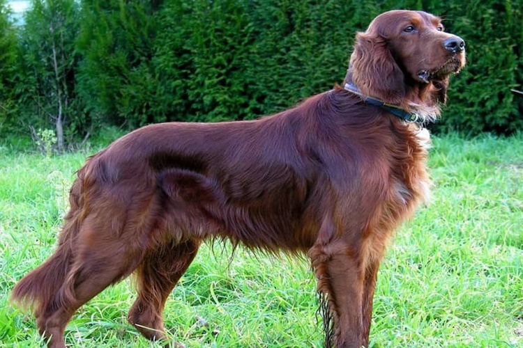 irish Setter Köpeklerin Bakımı Nasıl Olur? - Güncel Oku