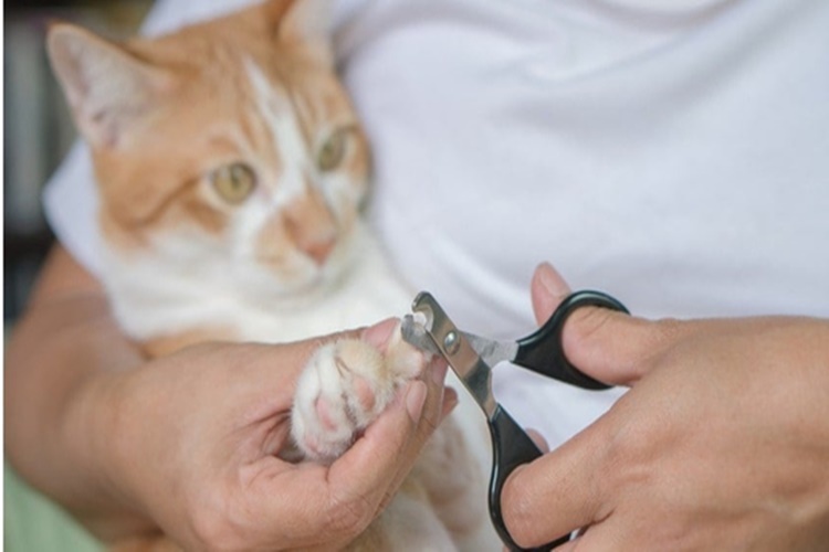 Isıran Kedi Tırnağı Nasıl Kesilir? - Güncel Oku