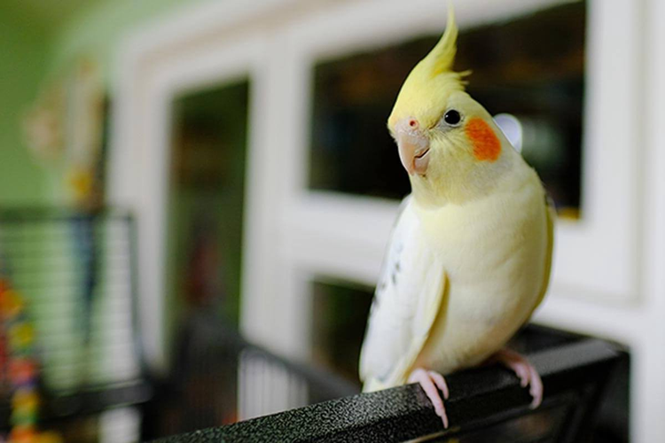 Isıran Sultan Papağanı Nasıl Eğitilir? - Güncel Oku