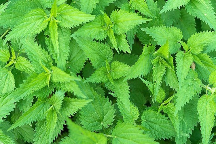 Isırgan Neden Acı Olur? - Güncel Oku