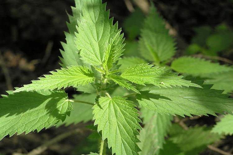 Isırgan Nerede Satılır? - Güncel Oku