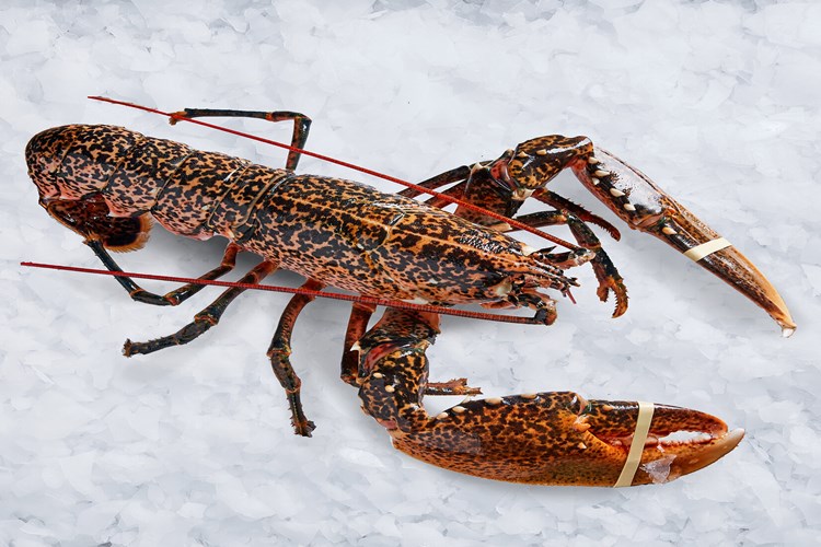 Istakoz Zehirler Mi? - Güncel Oku