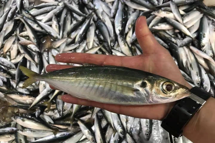 İstavrit Balığı Kılçıklı Mı? - Güncel Oku