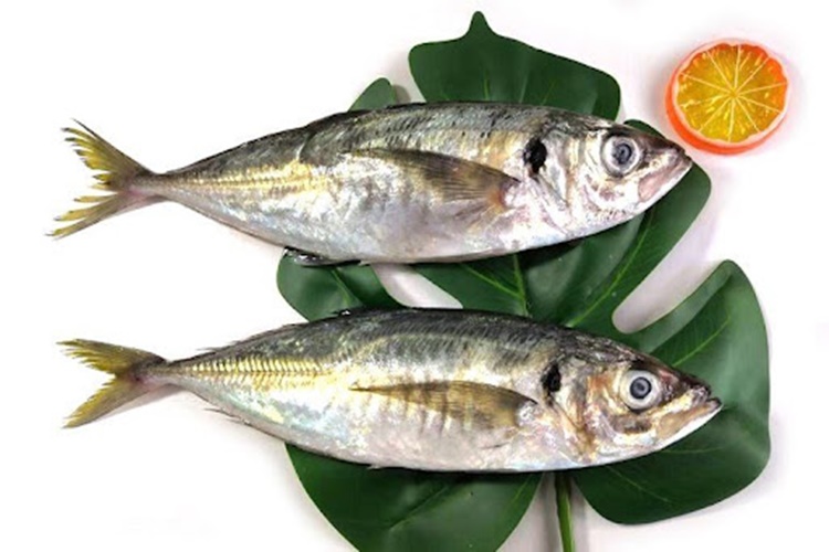 İstavrit Nerelerde Olur? - Güncel Oku