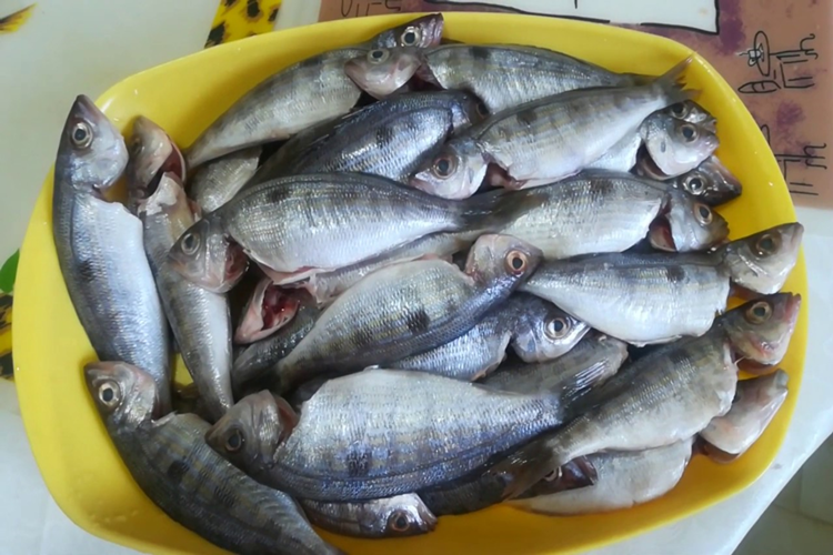 İzmarit Balığı Hangi Yemle Yakalanır? - Güncel Oku