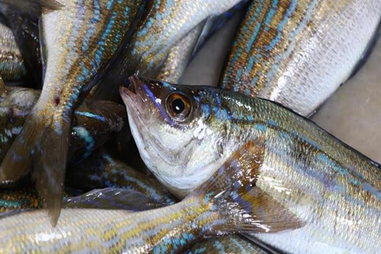 İzmarit Balığı Lezzetli Mi? - Güncel Oku