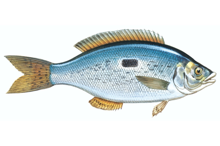 İzmarit Balığı Nasıl Avlanır? - Güncel Oku