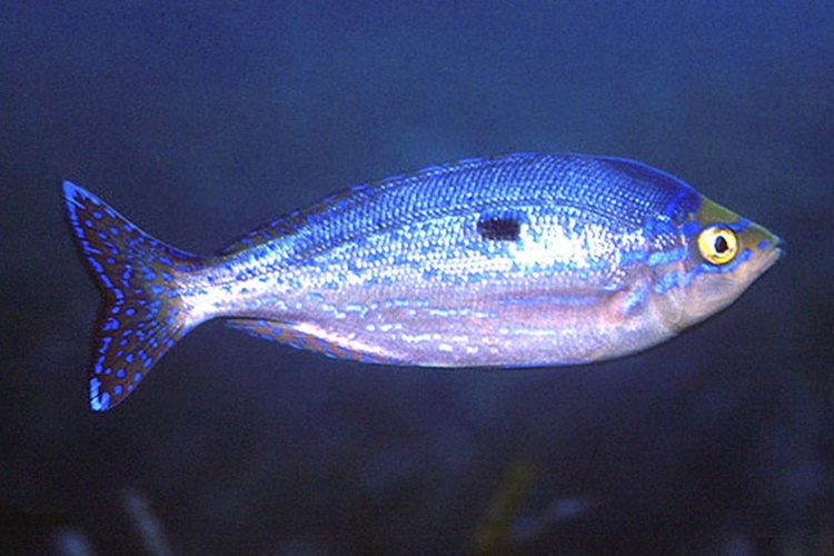 İzmarit Nasıl Tutulur? - Güncel Oku