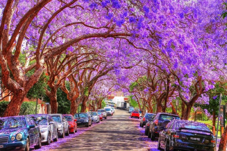 Jacaranda Ne Zaman Budanır? - Güncel Oku