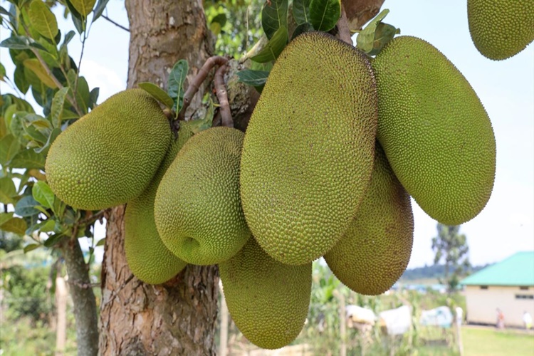 Jak Meyvesi Türkiye'de Yetişir Mi? - Güncel Oku