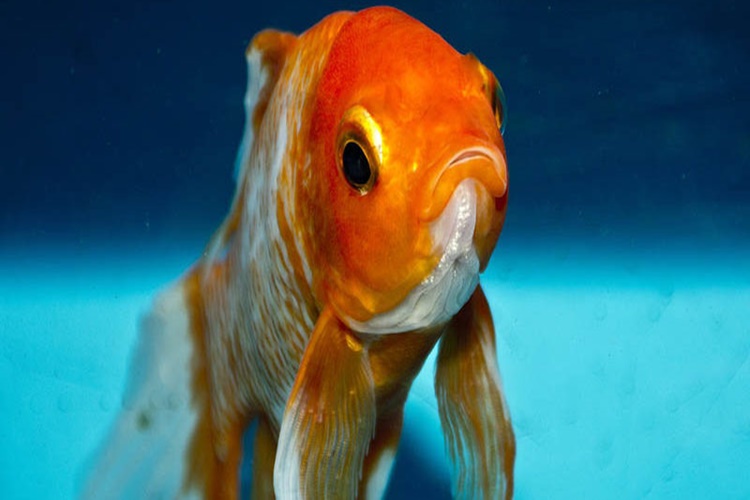 Japon Balığım Yem Yemiyor Ne Yapmalıyım? - Güncel Oku