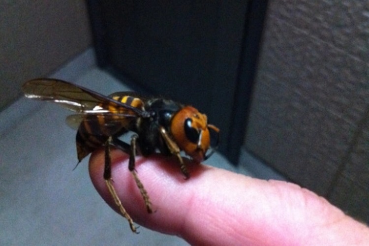 Japon Eşek Arısı Zehirli Mi? - Güncel Oku
