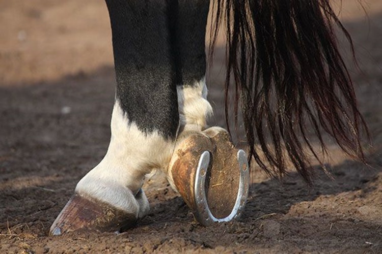 Kahve Falında At Nalı Görmek Ne Anlama Gelir? - Güncel Oku