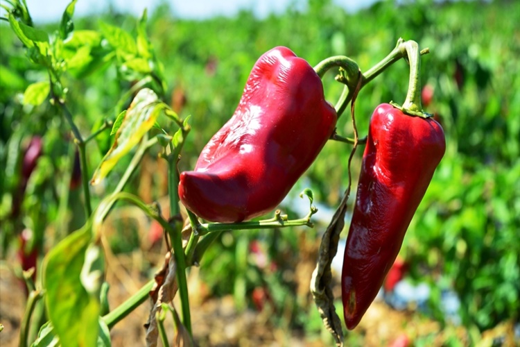 Kapya Biber Jülyen Nasıl Doğranır? - Güncel Oku