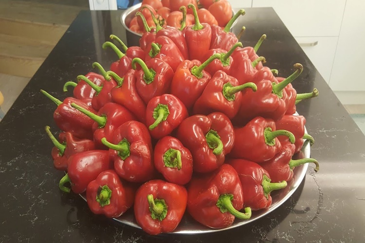 Kapya Biber Yoğurtlaması Nasıl Yapılır? - Güncel Oku