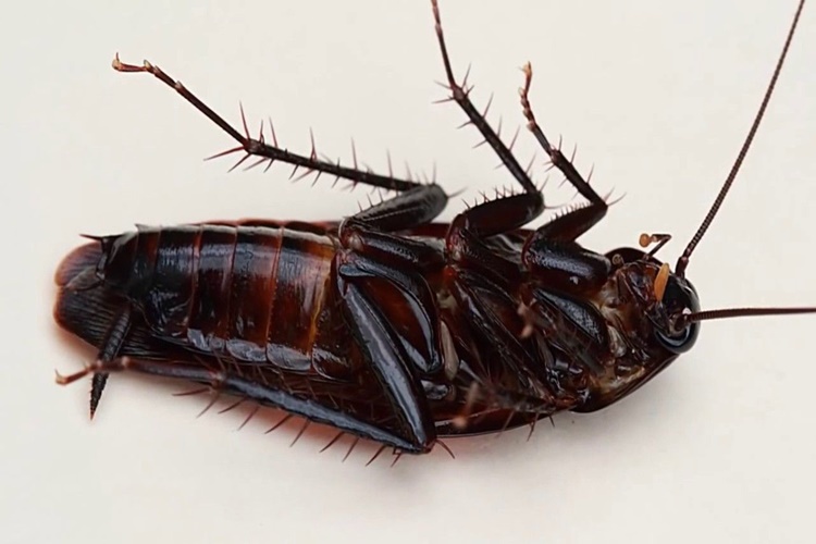 Kara Fatma Böceği Nasıl Yok Edilir? - Güncel Oku