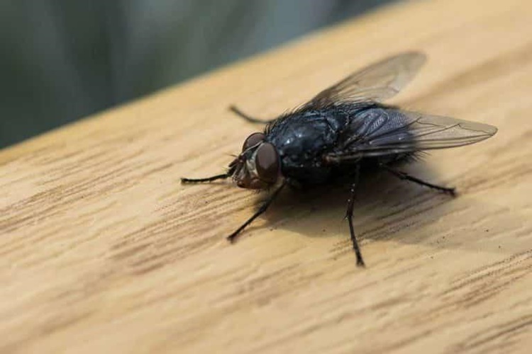 Kara Sinek Avcısı Nedir? - Güncel Oku